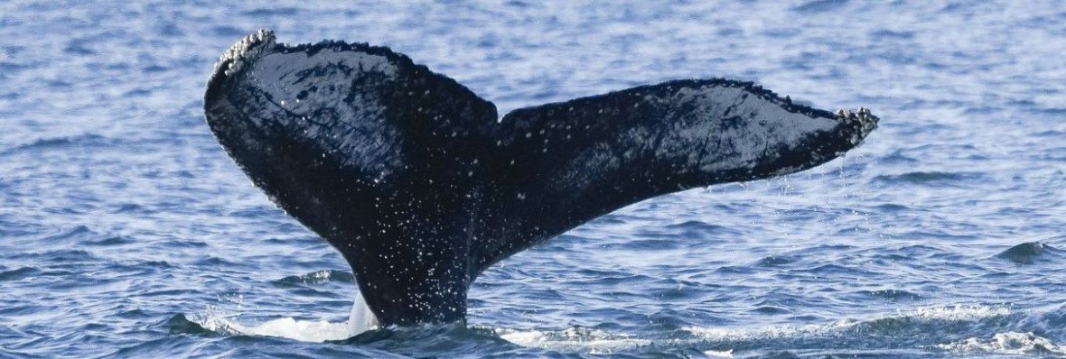 WHALE TAILS: New Rio excursions captivate tourists – Travel Industry Today