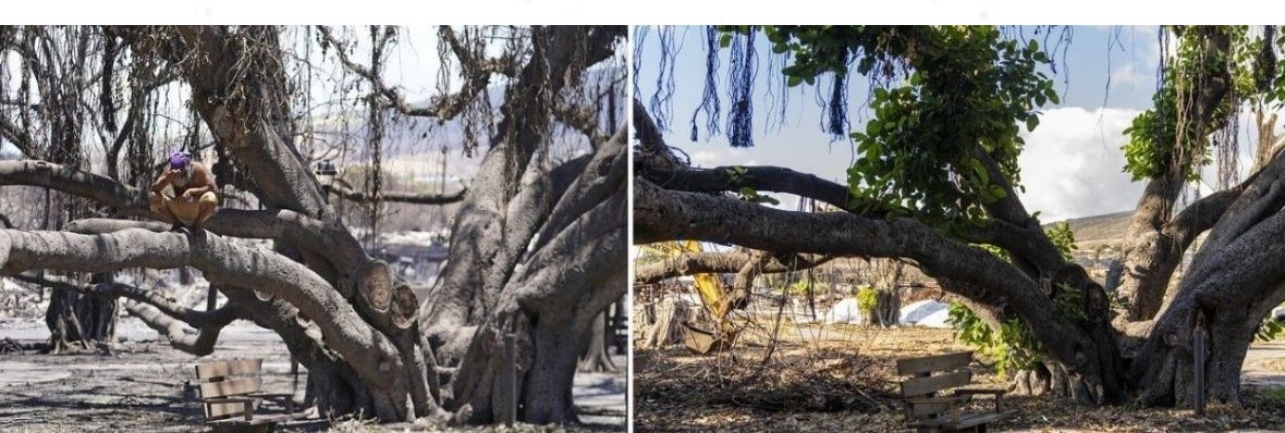 TREE OF LIFE: How Maui’s beloved Banyan was saved after wildfire